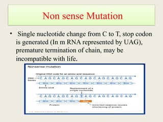 Genetic code ppt and role in protein synthesis | PPTX