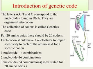 Genetic code ppt and role in protein synthesis | PPTX