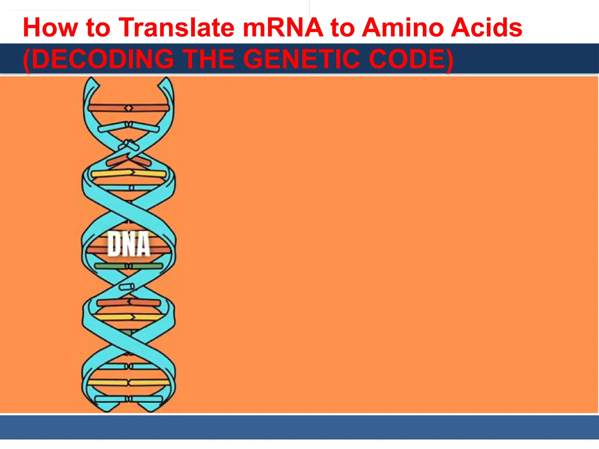 Genetic Code Protein Synthesisssssssssssss | PPTX
