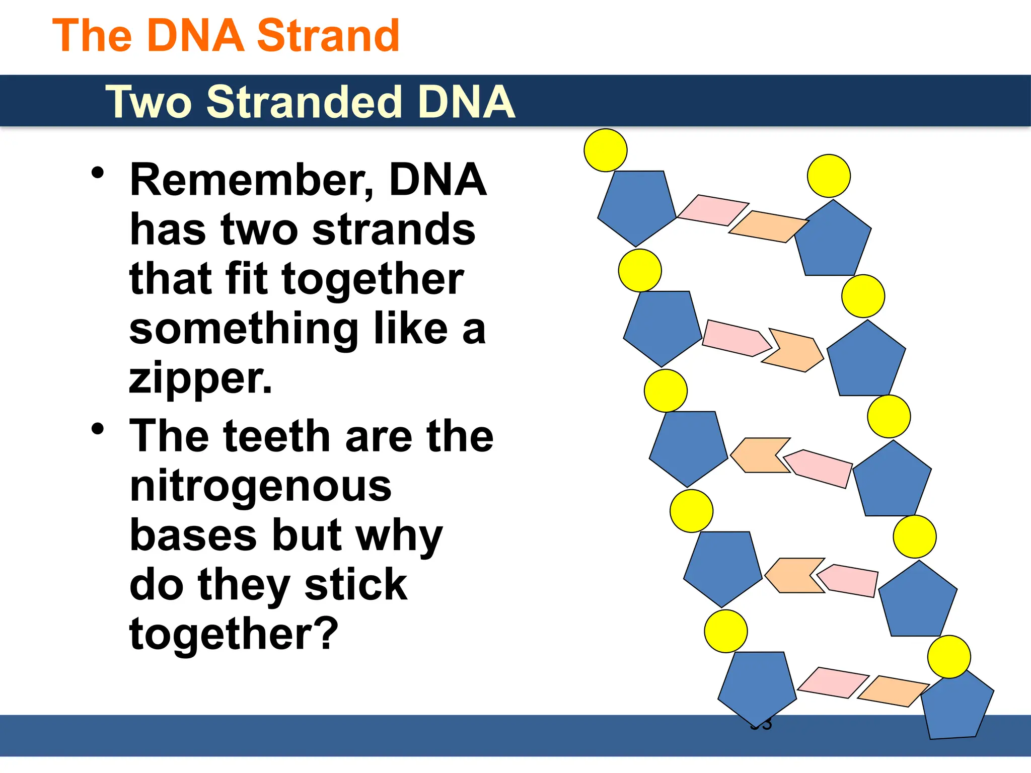 Genetic Code Protein Synthesisssssssssssss | PPTX