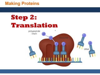 Genetic Code Protein Synthesisssssssssssss | PPTX
