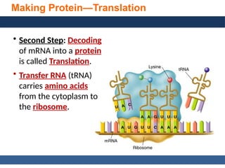 Genetic Code Protein Synthesisssssssssssss | PPTX