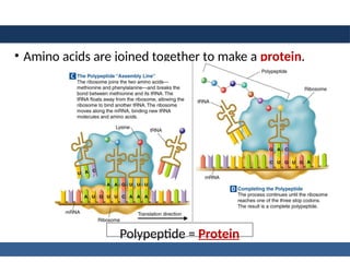 Genetic Code Protein Synthesisssssssssssss | PPTX