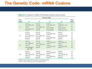 Genetic Code Protein Synthesisssssssssssss | PPTX
