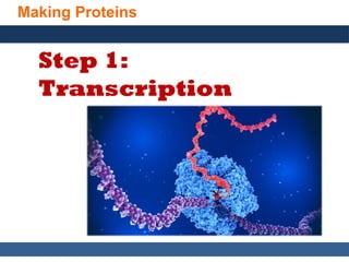 Genetic Code Protein Synthesisssssssssssss | PPTX