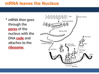 Genetic Code Protein Synthesisssssssssssss | PPTX