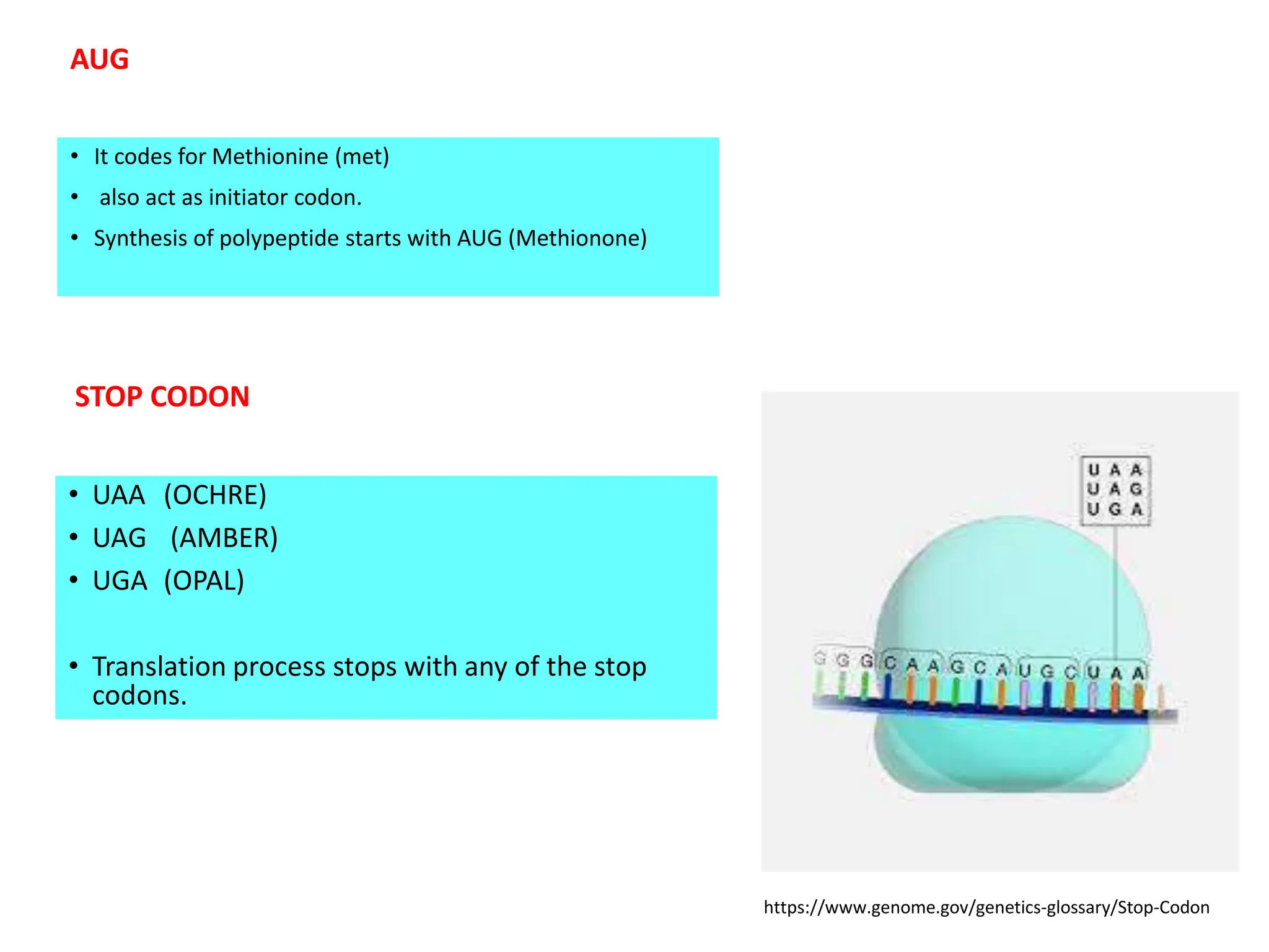 GENETIC CODE Class XII Biology NCERT based.pptx
