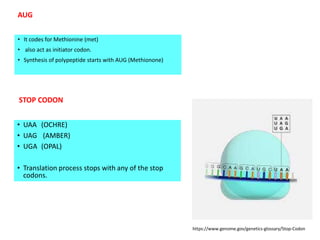 GENETIC CODE Class XII Biology NCERT based.pptx