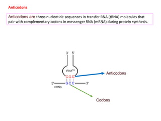 GENETIC CODE Class XII Biology NCERT based.pptx