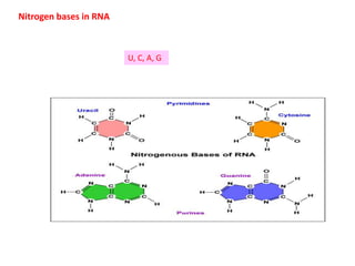 GENETIC CODE Class XII Biology NCERT based.pptx