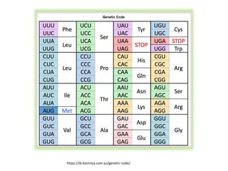 GENETIC CODE Class XII Biology NCERT based.pptx