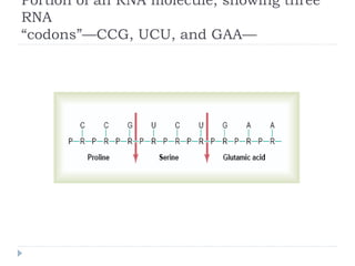 Genetic code & transcription | PPTX