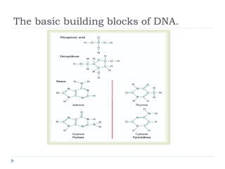 Genetic code & transcription | PPTX