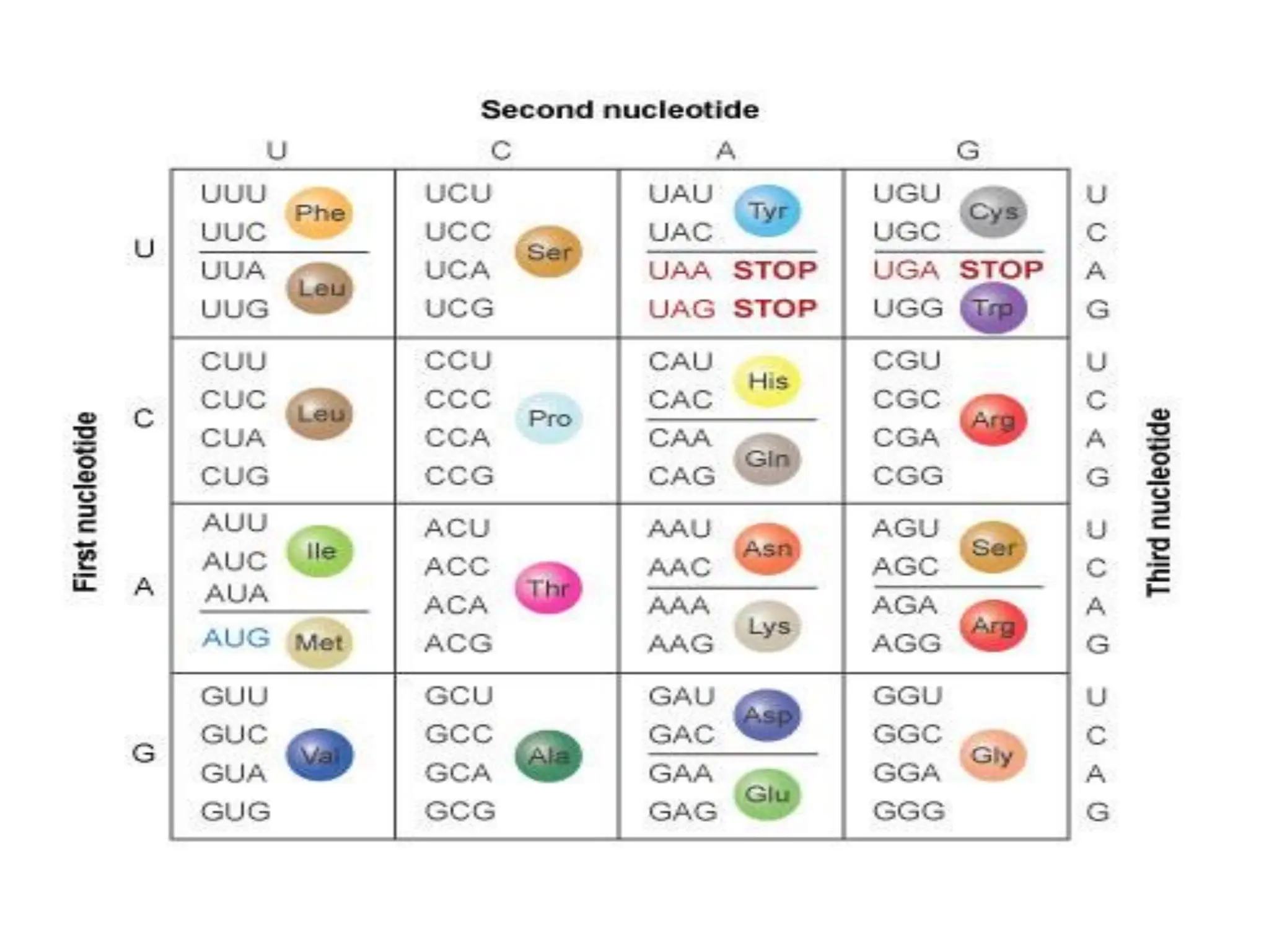 'Genetic code'"DNA" wobel hypothesis with you.pdf