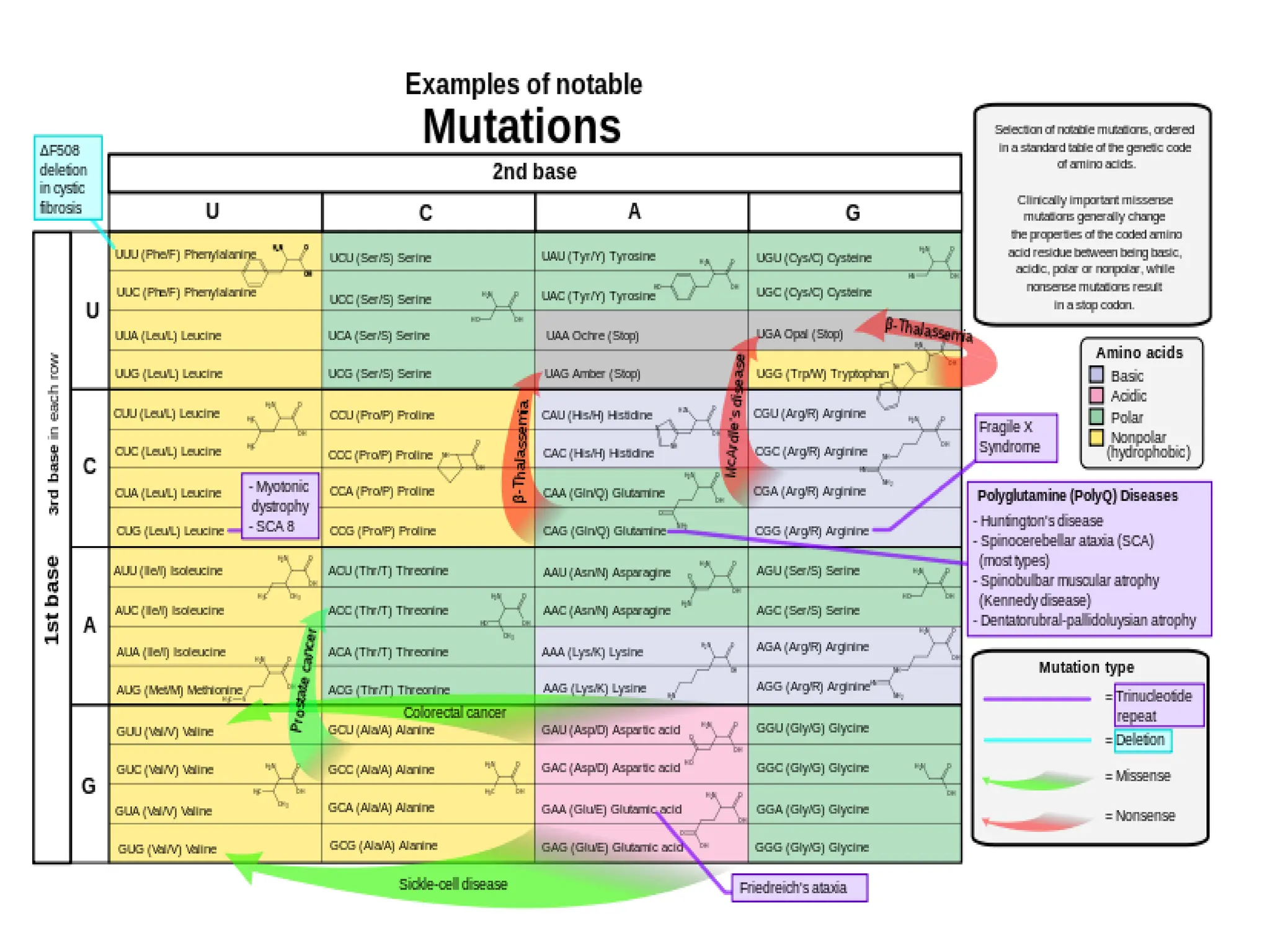 'Genetic code'"DNA" wobel hypothesis with you.pdf