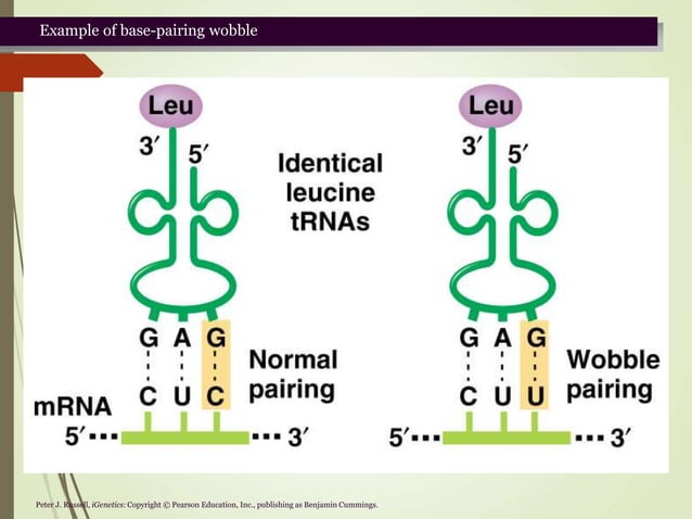 GENETIC CODONS.ppt | Chemistry | Science