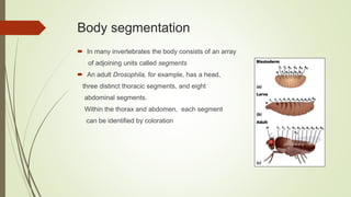 Genetic control of animal development | PPTX