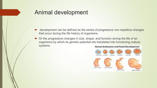 Genetic control of animal development | PPTX