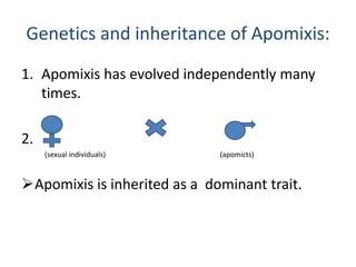 Genetic control of apomixis | PPTX