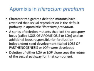 Genetic control of apomixis | PPTX