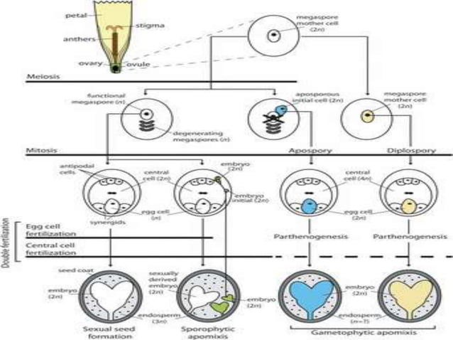 Genetic control of apomixis | PPTX