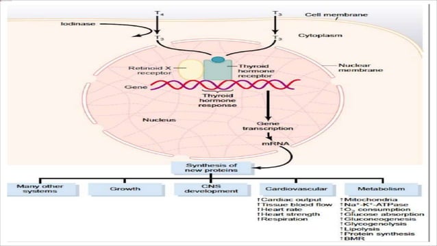 Genetic control of formation of hormone formation | PPTX | Thyroid ...