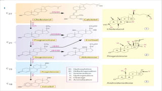 Genetic control of formation of hormone formation | PPTX | Thyroid ...
