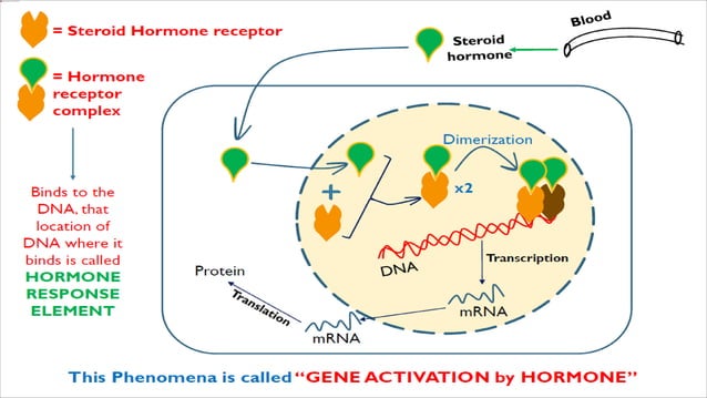 Genetic control of formation of hormone formation | PPTX | Thyroid ...