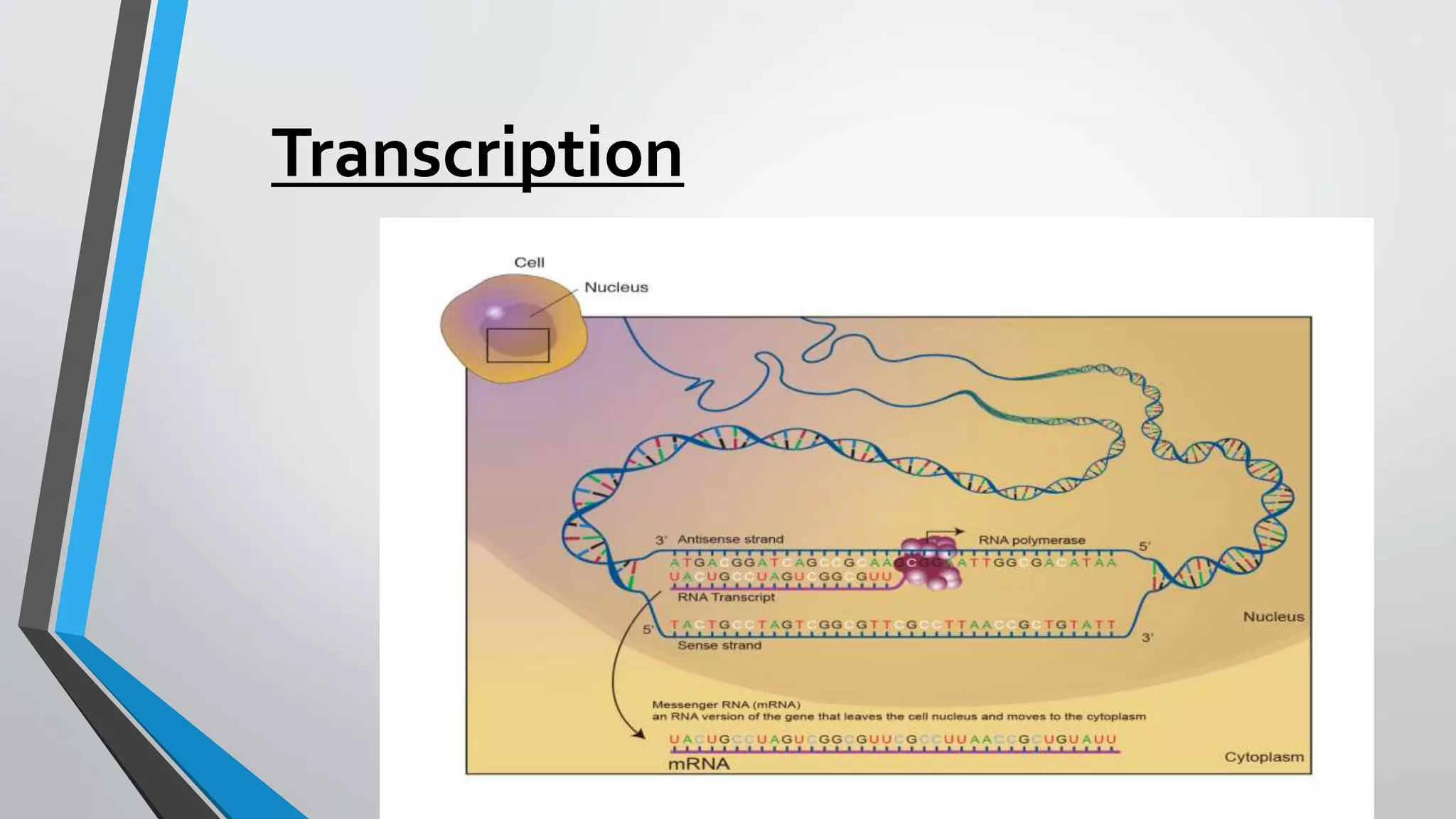 GENETIC CONTROL OF PROTEIN SYNTHESIS, CELL FUNCTION.pptx | Biological ...