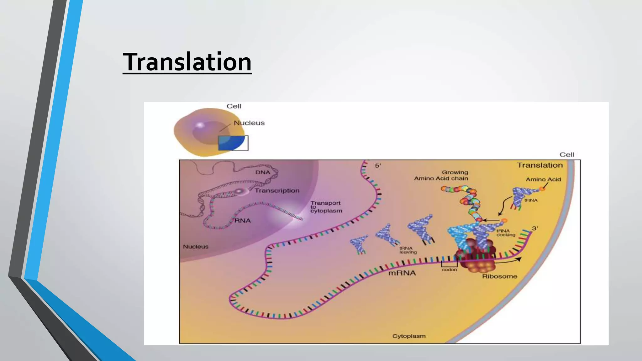 GENETIC CONTROL OF PROTEIN SYNTHESIS, CELL FUNCTION.pptx