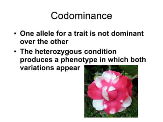 Genetic Crosses | PPT