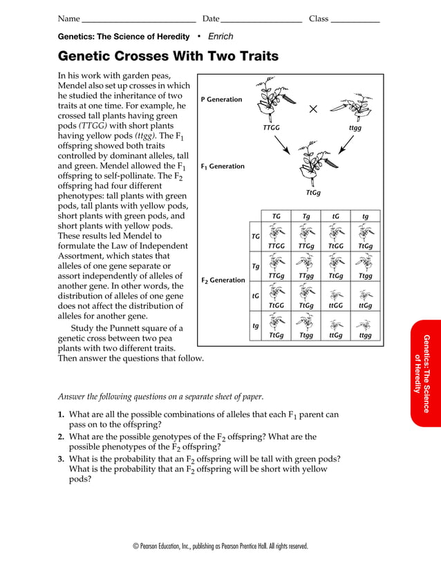 Genetic Crosses With 2 Traits | PDF | Free Download