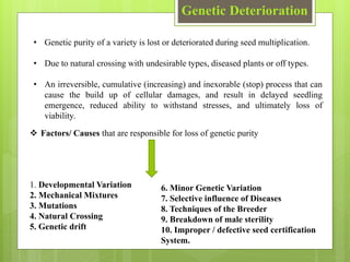 Genetic deterioration Seed ageing of improved variety seed, Maintenance ...