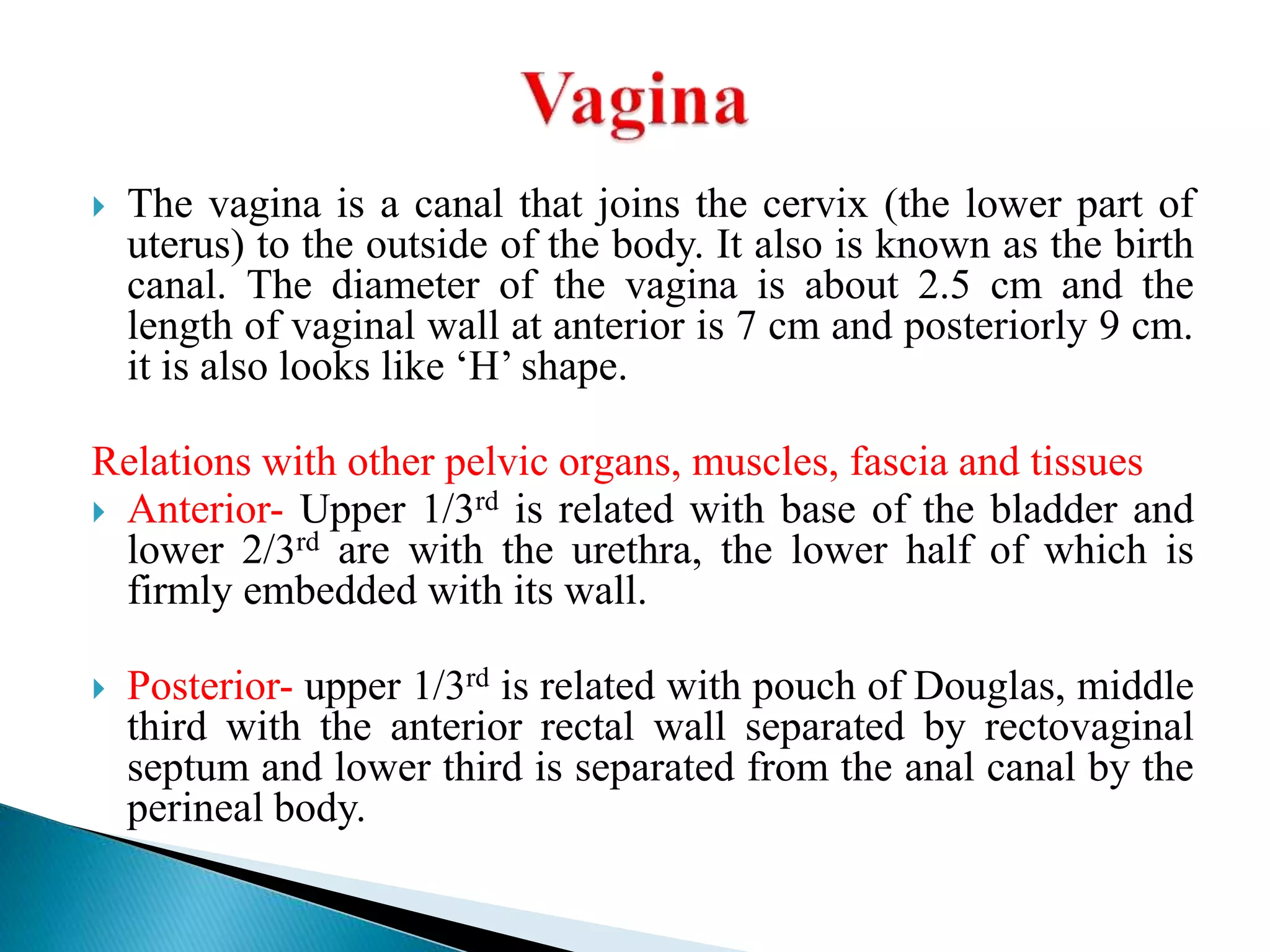 Genetic development and anatomy of female reproductive organs | PPTX