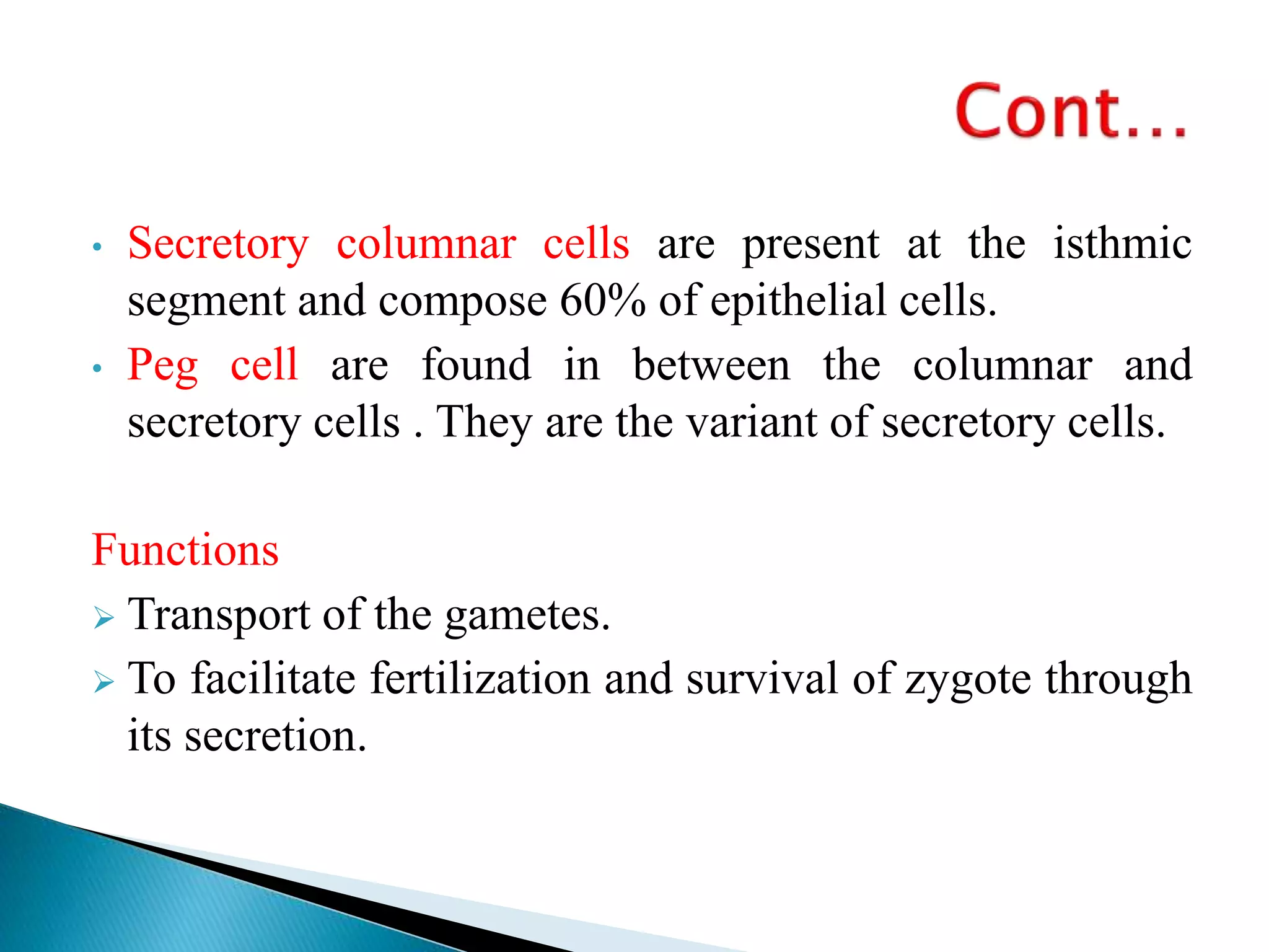 Genetic development and anatomy of female reproductive organs | PPTX