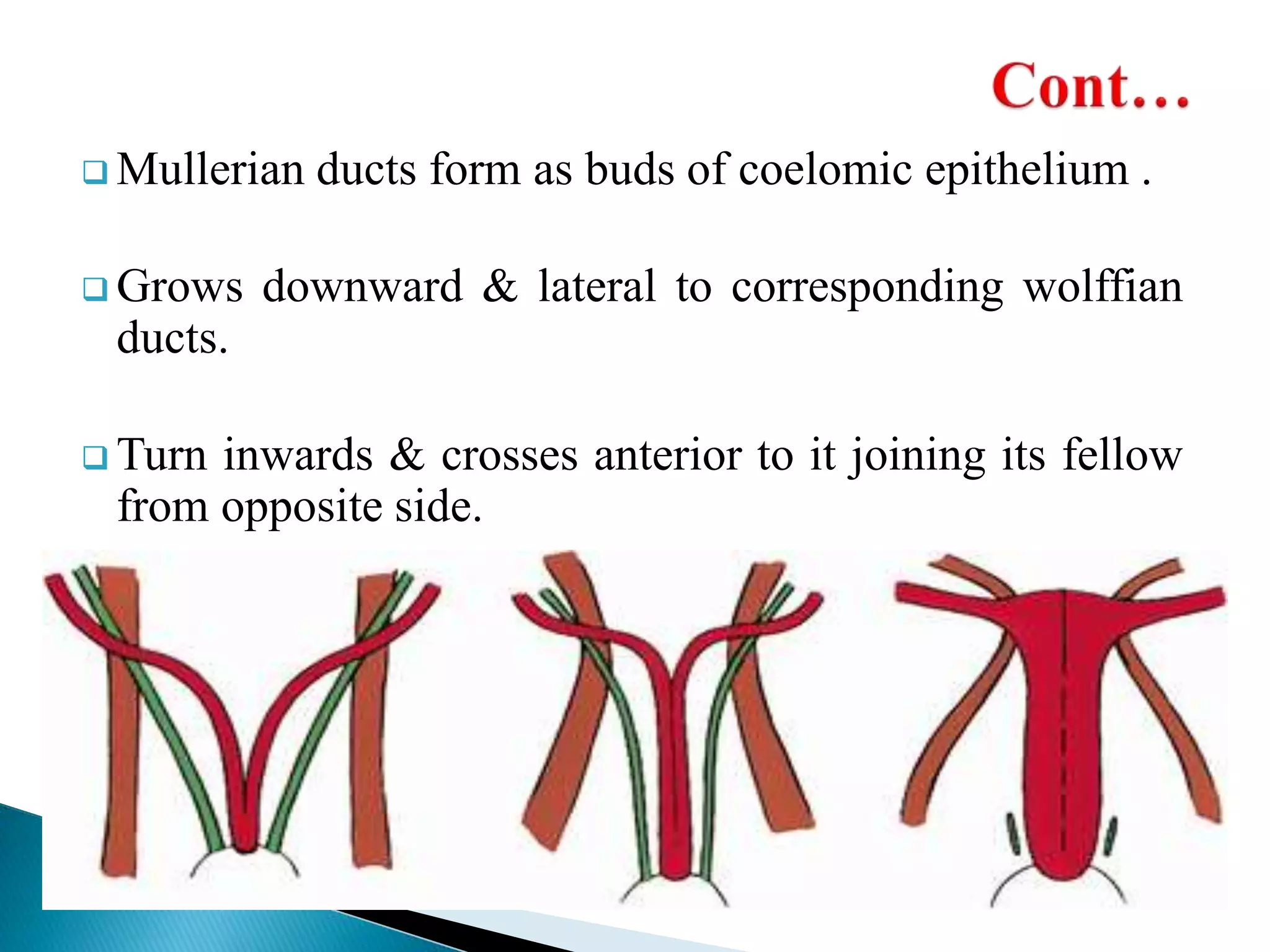 Genetic development and anatomy of female reproductive organs | PPTX