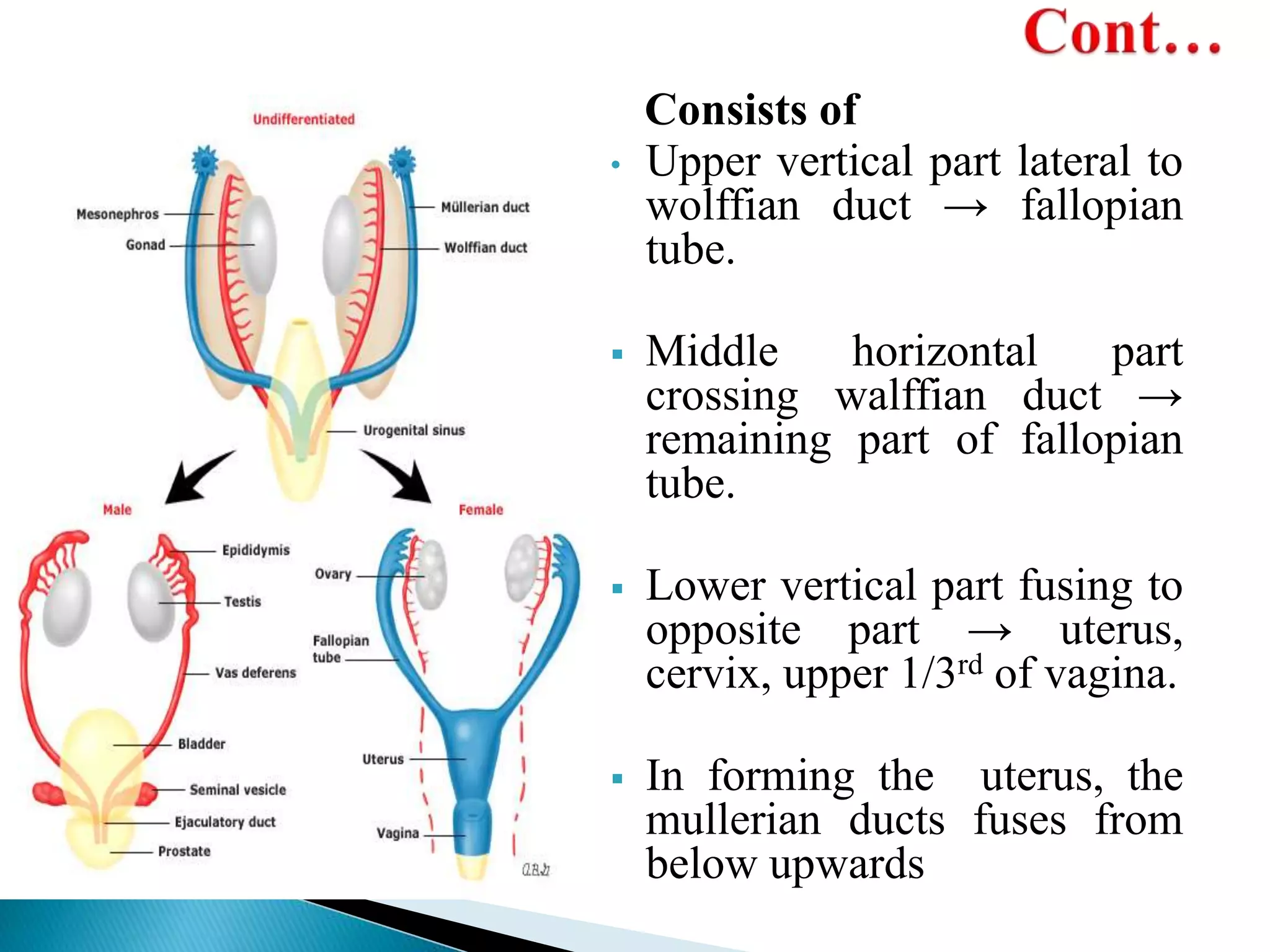 Genetic development and anatomy of female reproductive organs | PPTX