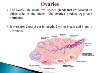 Genetic development and anatomy of female reproductive organs | PPTX