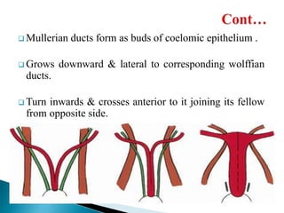 Genetic development and anatomy of female reproductive organs | PPTX