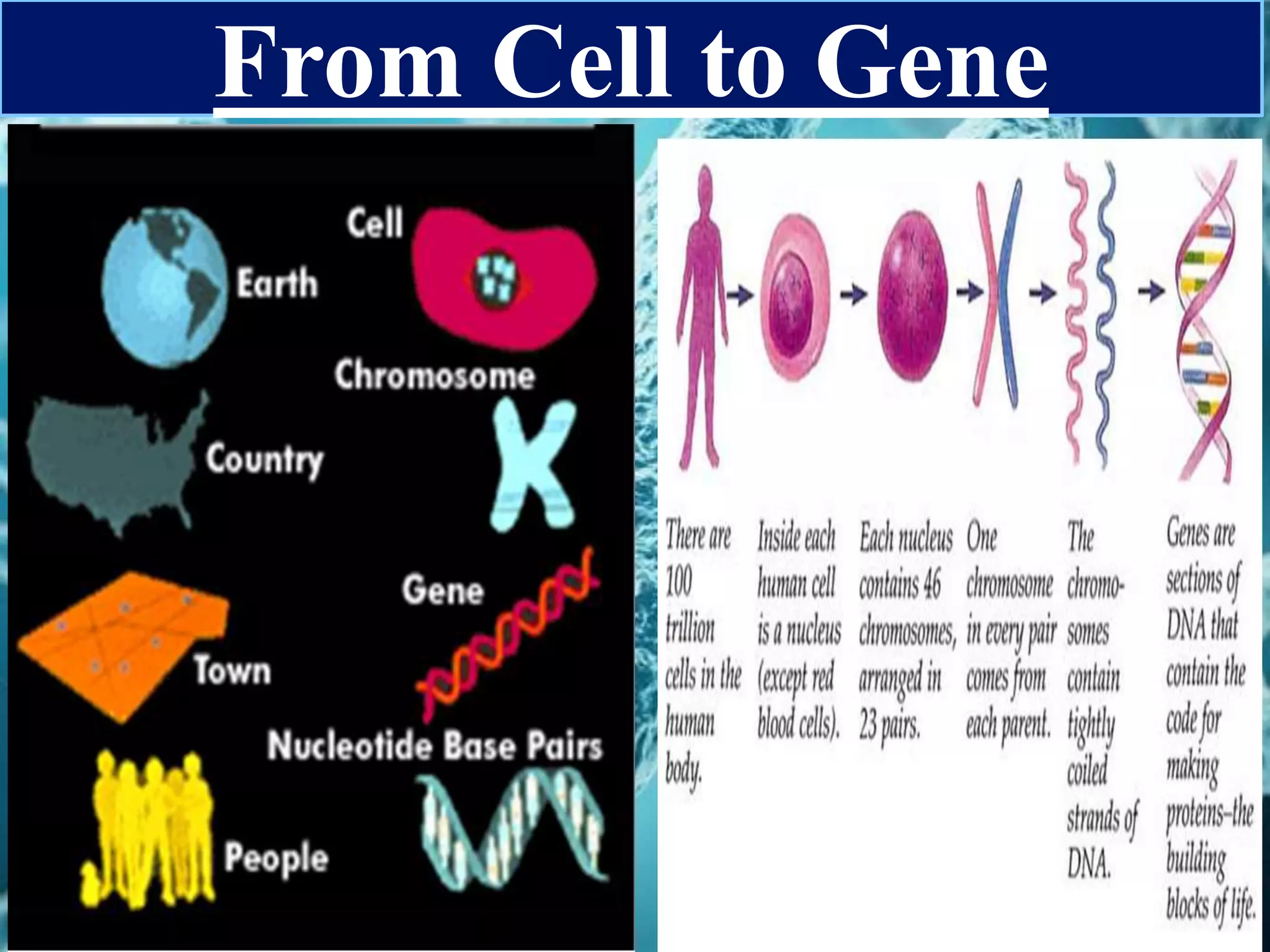 genetic diagnostic approach to malformed fetus .pptx