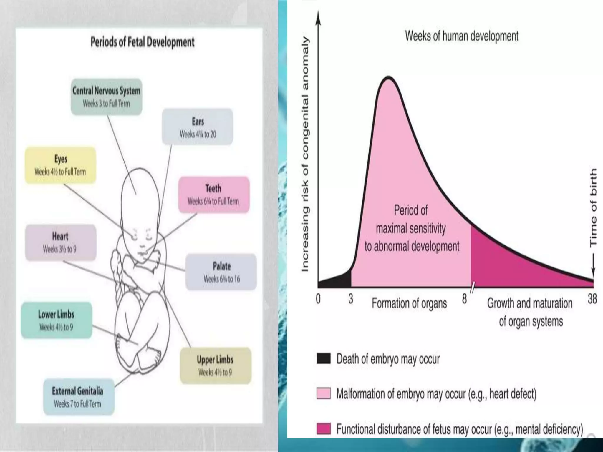 genetic diagnostic approach to malformed fetus .pptx