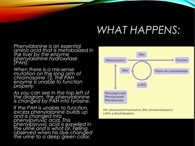 Phenylketonuria: Genetic diseases | PPT