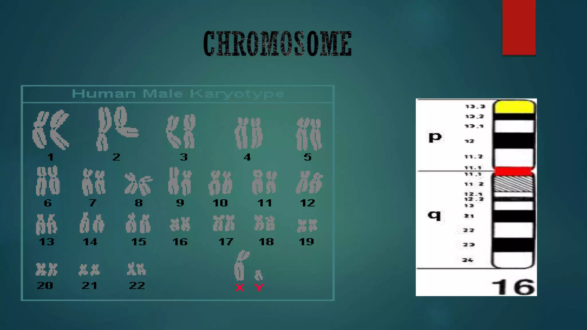 Genetic disorder and Chromosomal abnormalities | PPTX