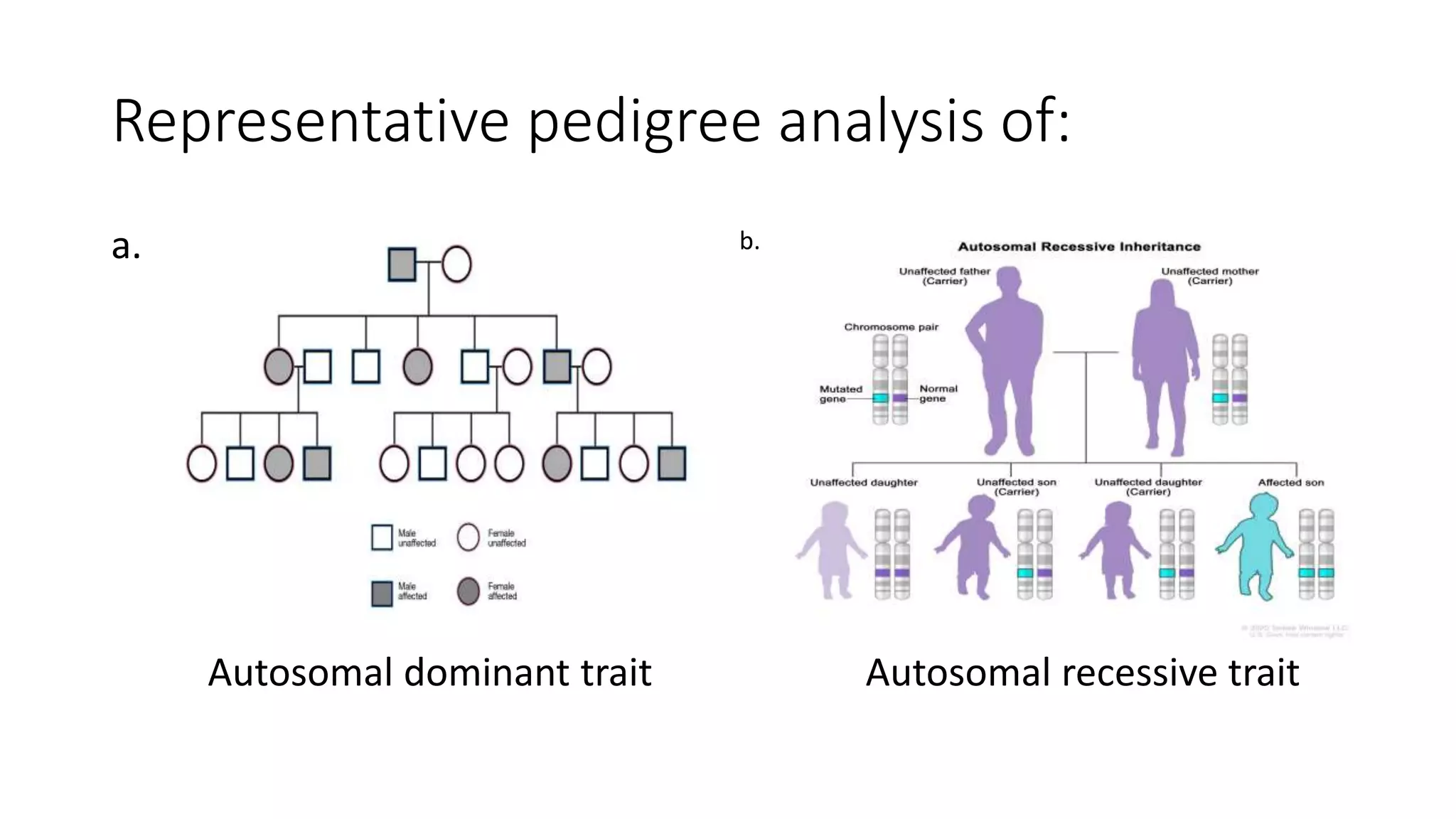 Genetic Disorders - Class XII - Biology | PPTX