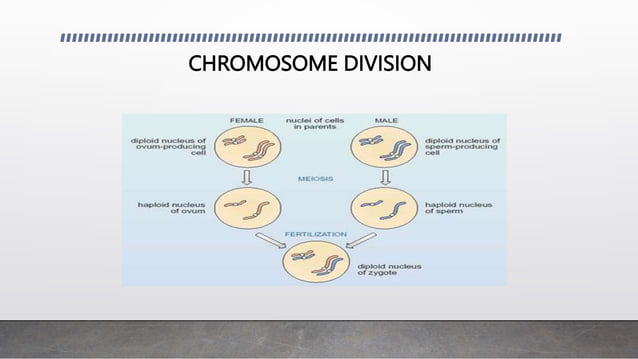 GENETIC DISORDERS.pptx pathology genetic malformations | PPT