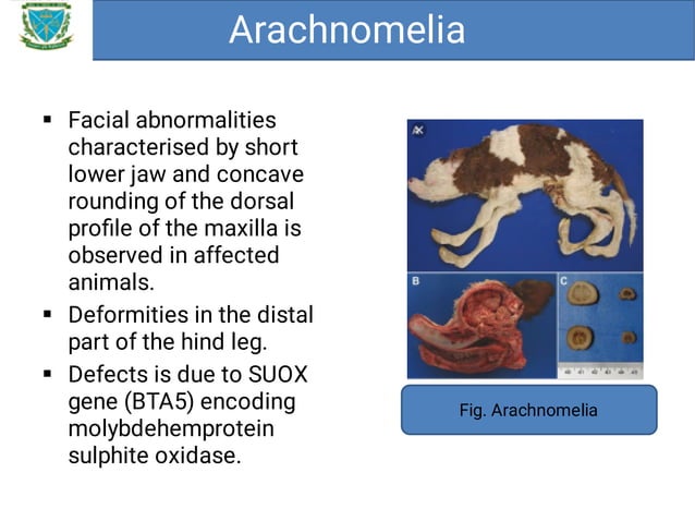 Genetic disorders in cattle | PDF