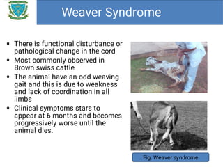 Genetic disorders in cattle | PDF