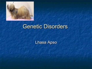 Lhasa Apso Is Ill With Respiratory Signs