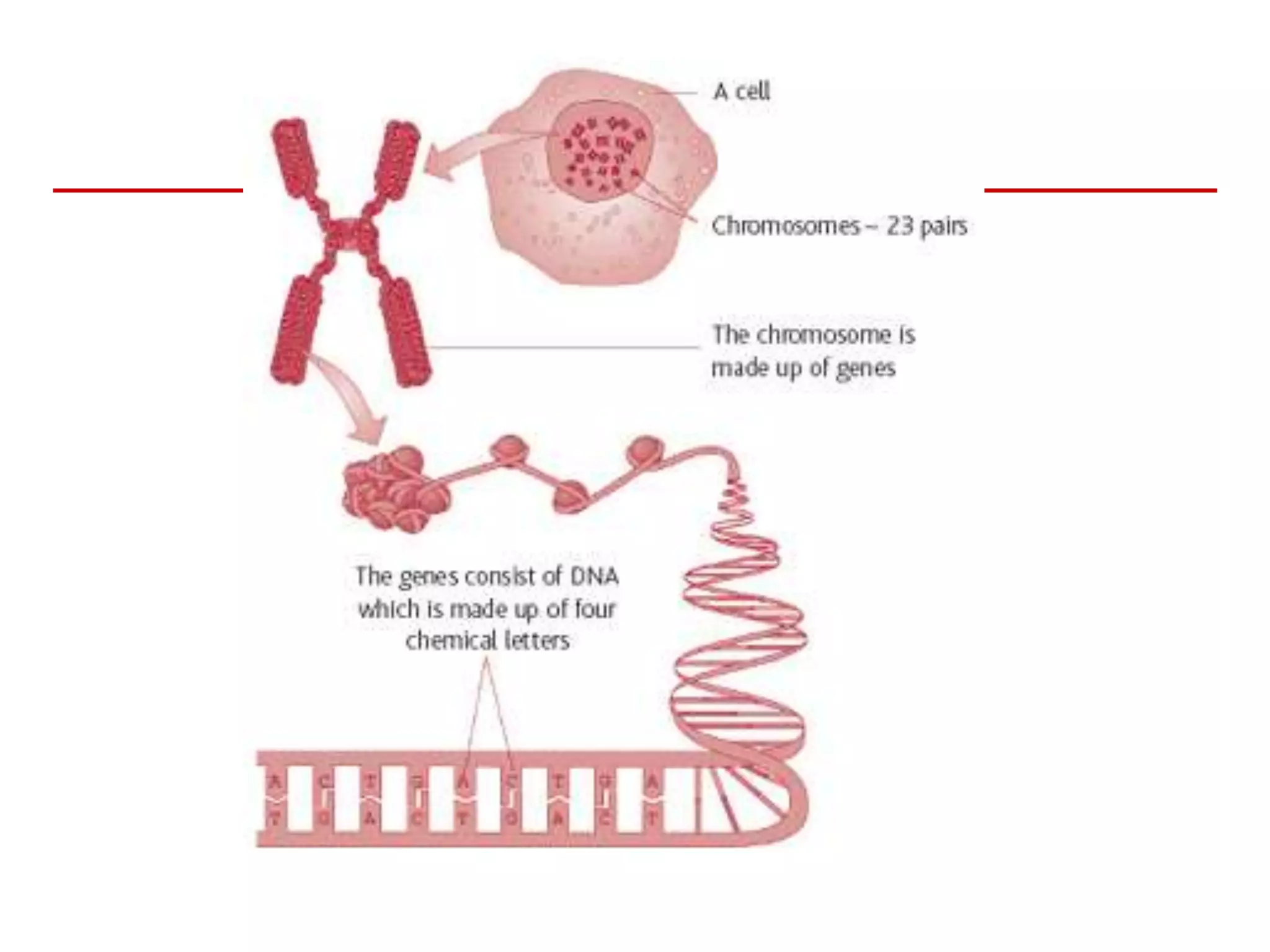 Genetic Disorders.ppt