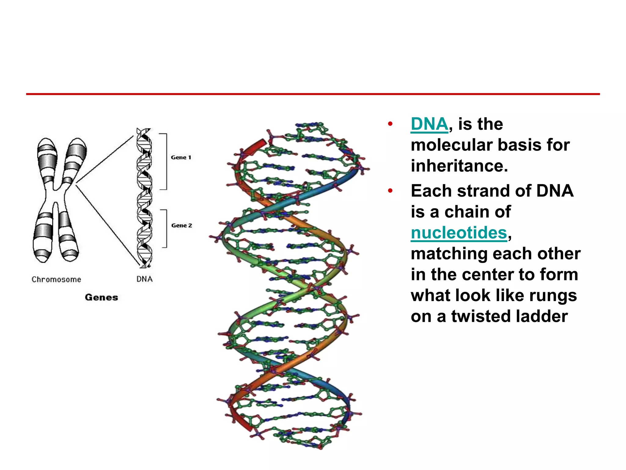 Genetic Disorders.ppt